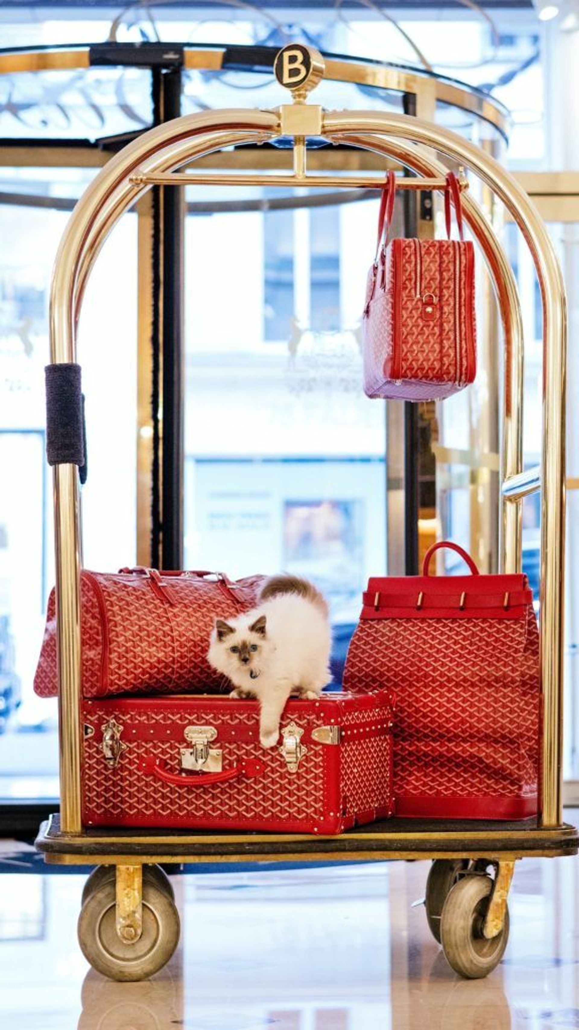 These Hotels Have The Cutest Animals As Brand Ambassadors!