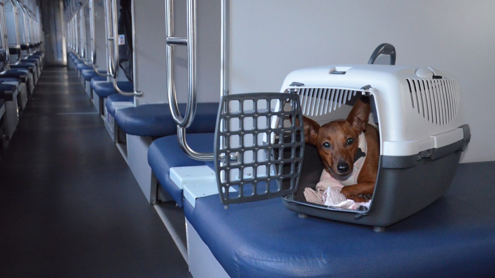 North Eastern Railways To Now Introduce Separate Space For Pets
