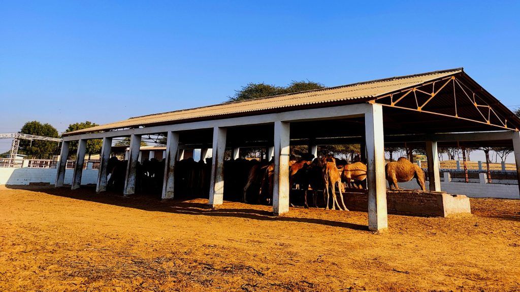 Places To Visit In Bikaner: Your Guide To Exploring The City In 48 Hours