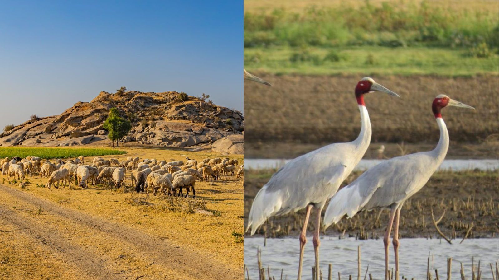 Jawai Bandh Travel Guide: By Air, By Road, By Train