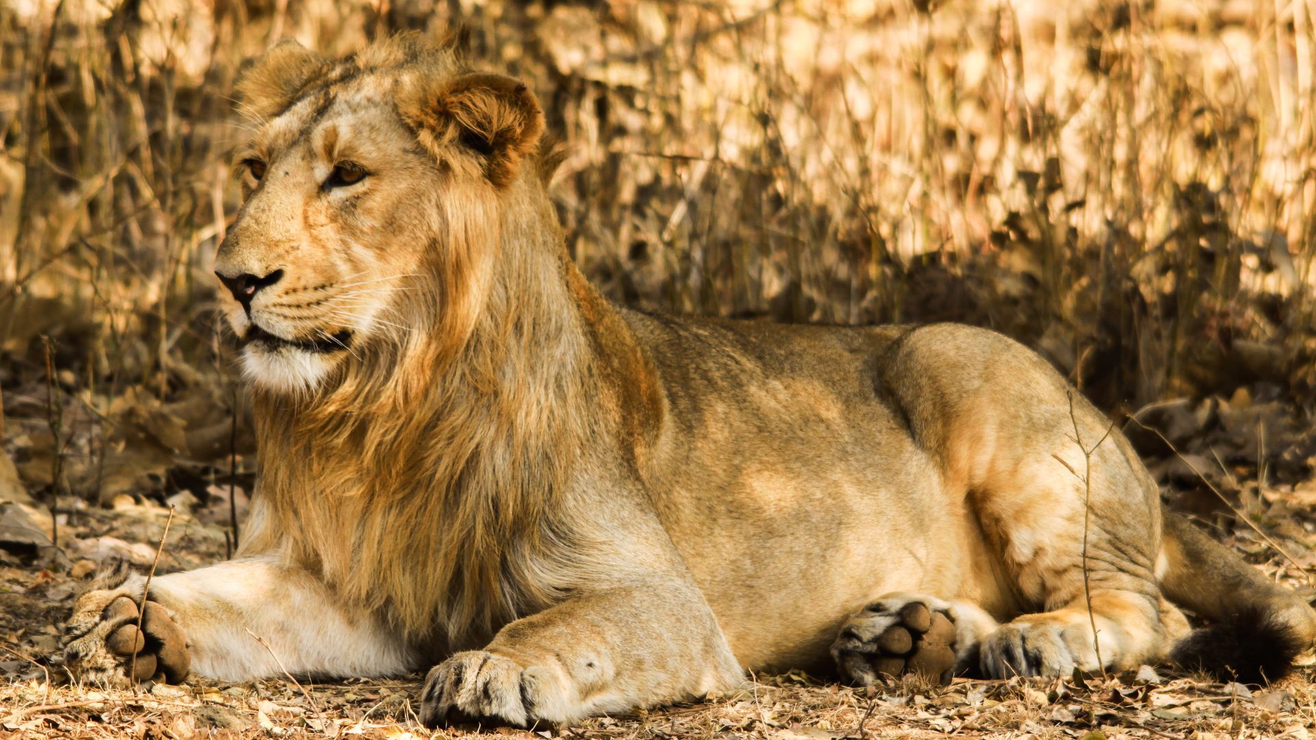 Gujarat-Diu Border To Get New Lion Safari Park