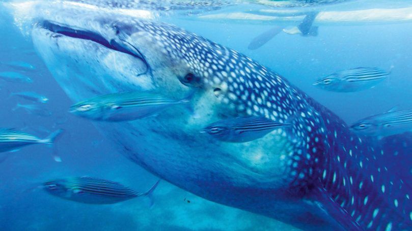 The Secrets Of AI In Fashion, As Told By Designer Jayesh Sachdev