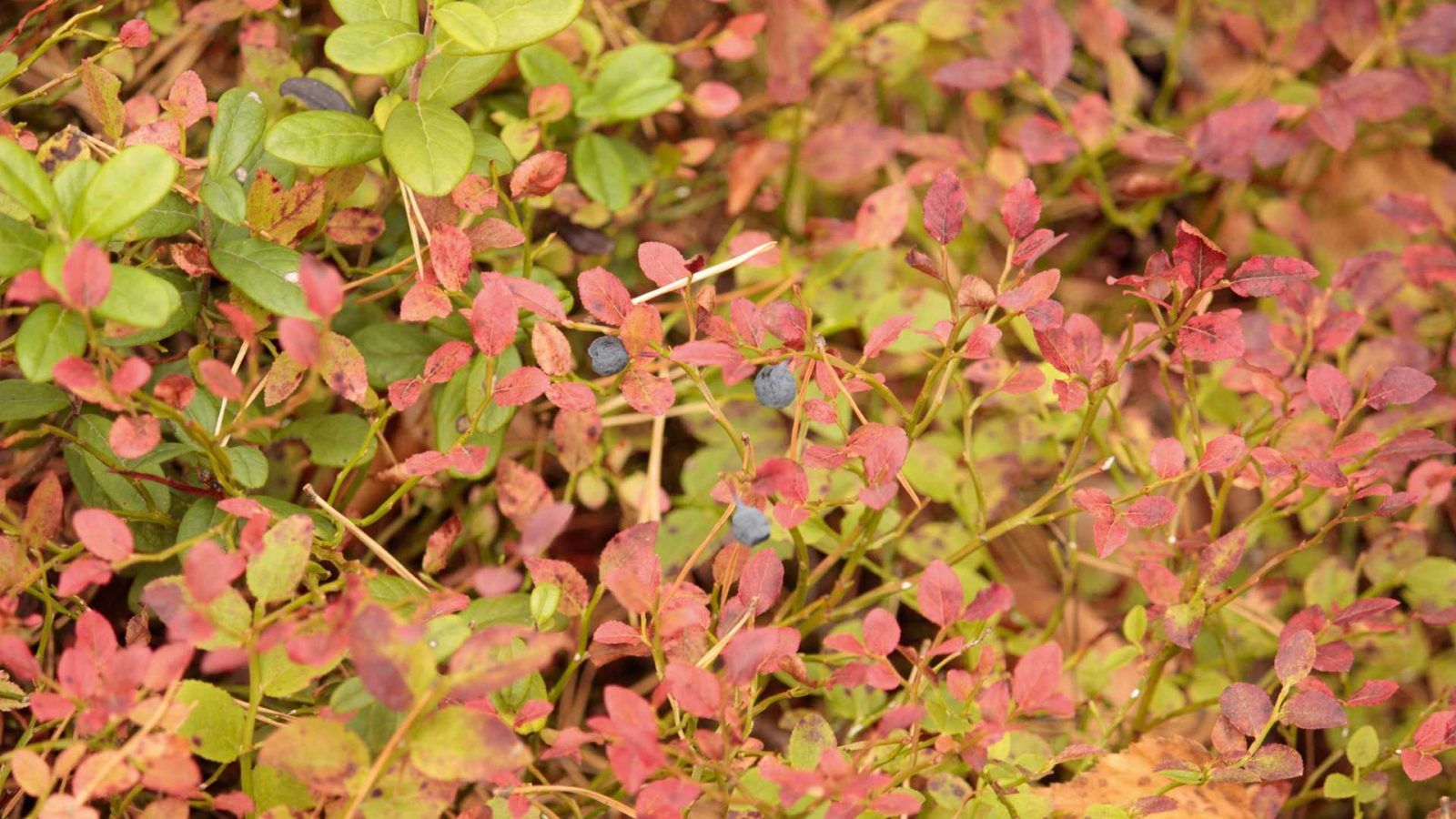 We Discover Why Finland Is The Happiest Country In The World