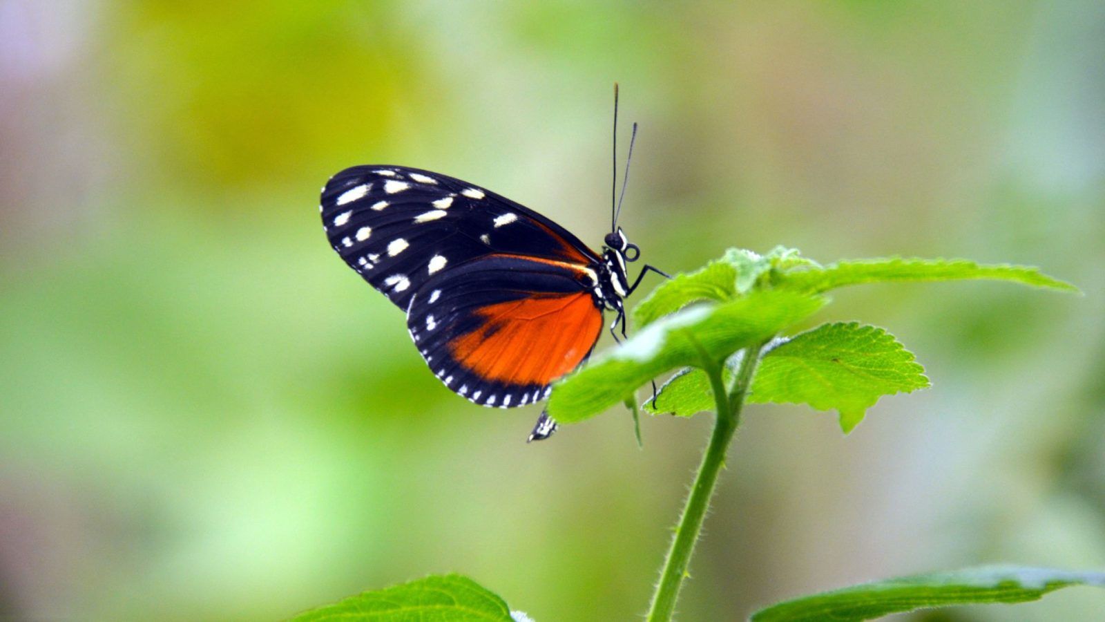 Butterfly Park In Tripura Is Becoming A Tourist Hotspot