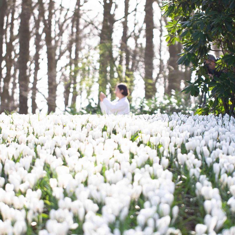 How To See Tulips In The Netherlands By Train