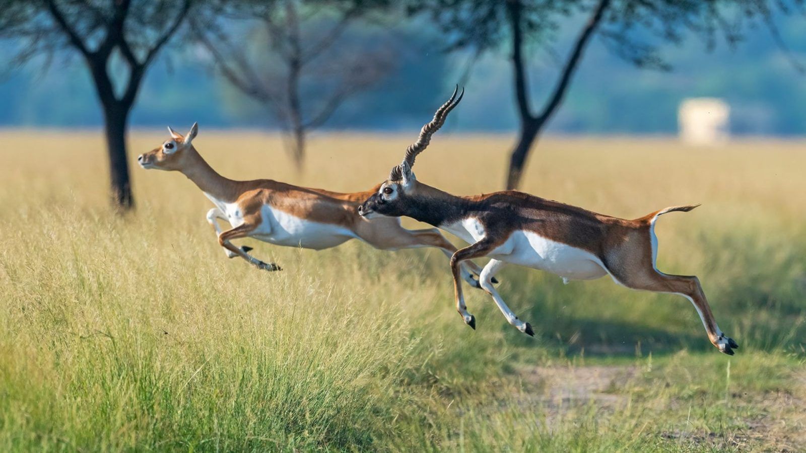 Rajasthan Gets Three New Conservation Reserves