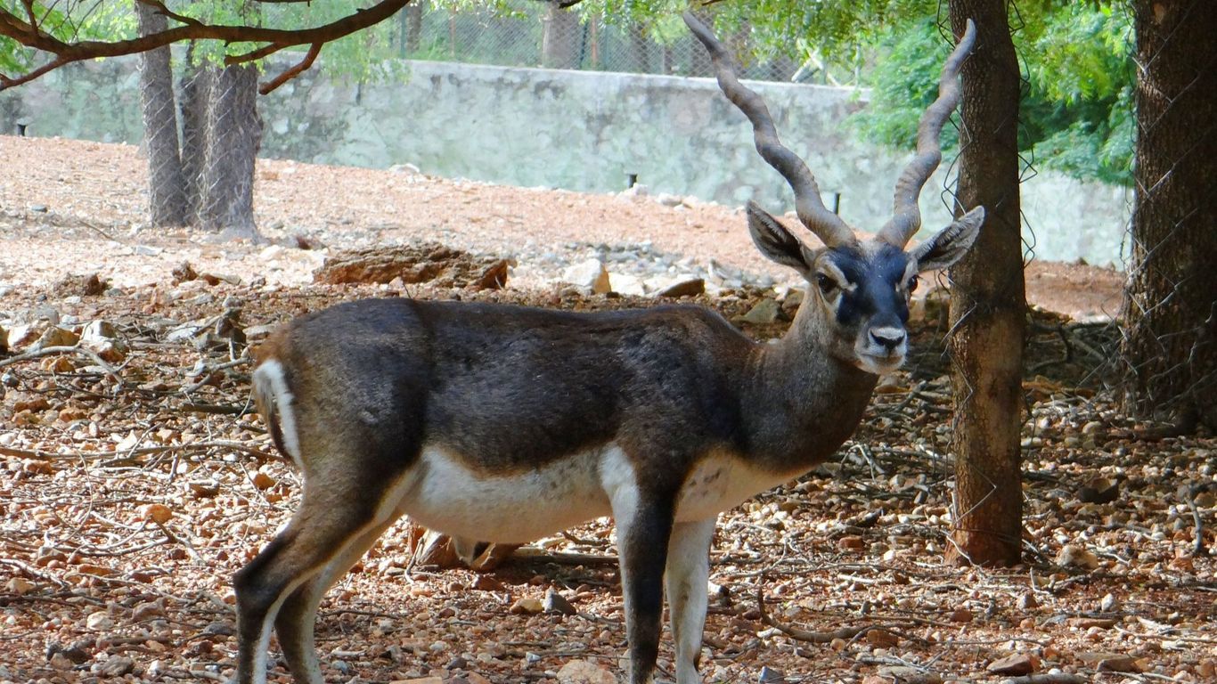 Rajasthan Gets Three New Conservation Reserves