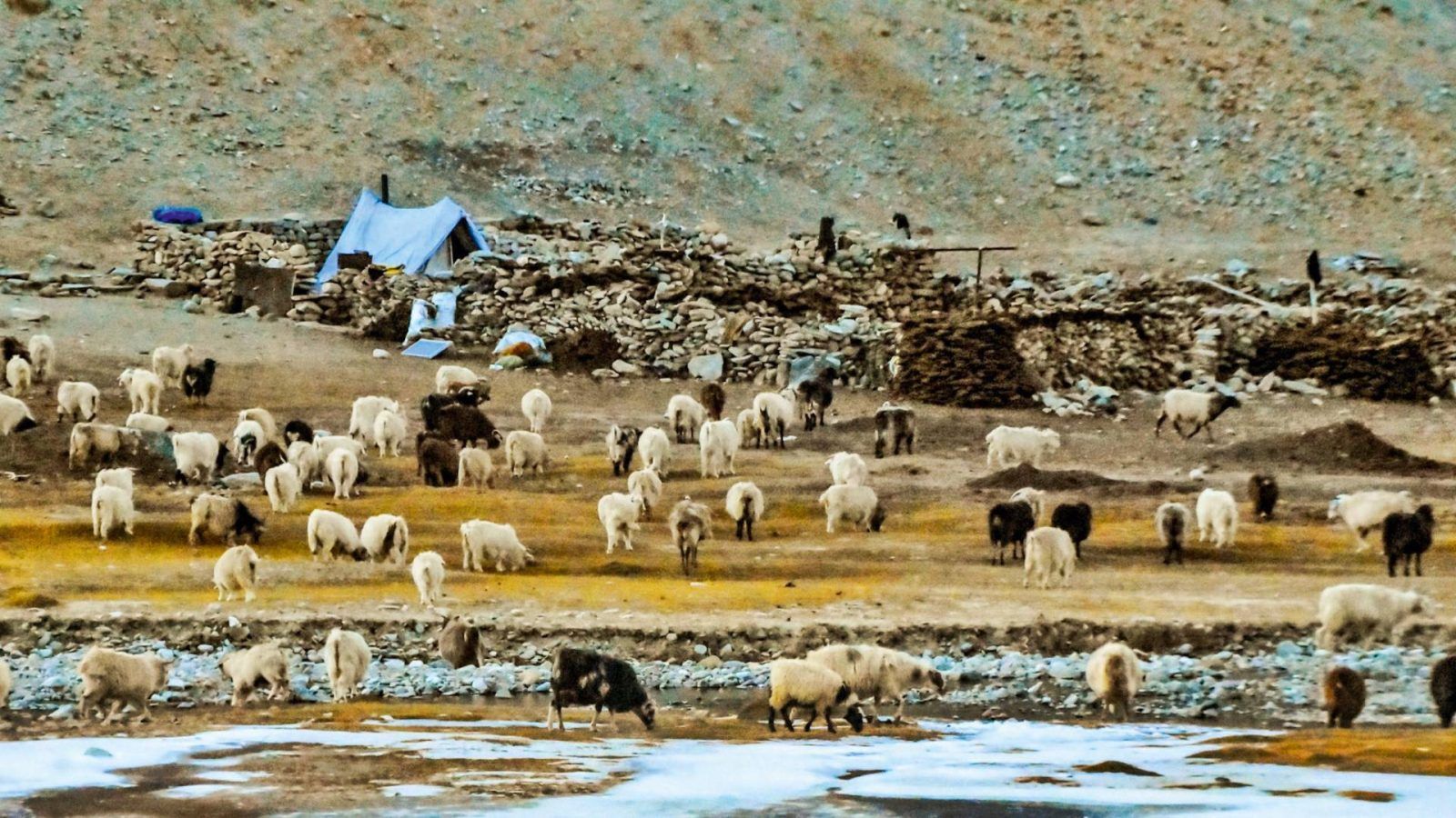 Through The Lens: Traversing The High-altitude Wonders Of Ladakh