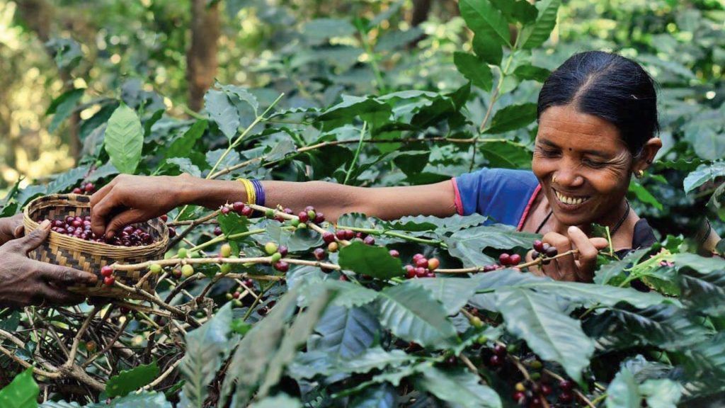 A Visit To Araku Valley, Andhra Pradesh's Coffee Haven Brewing Change