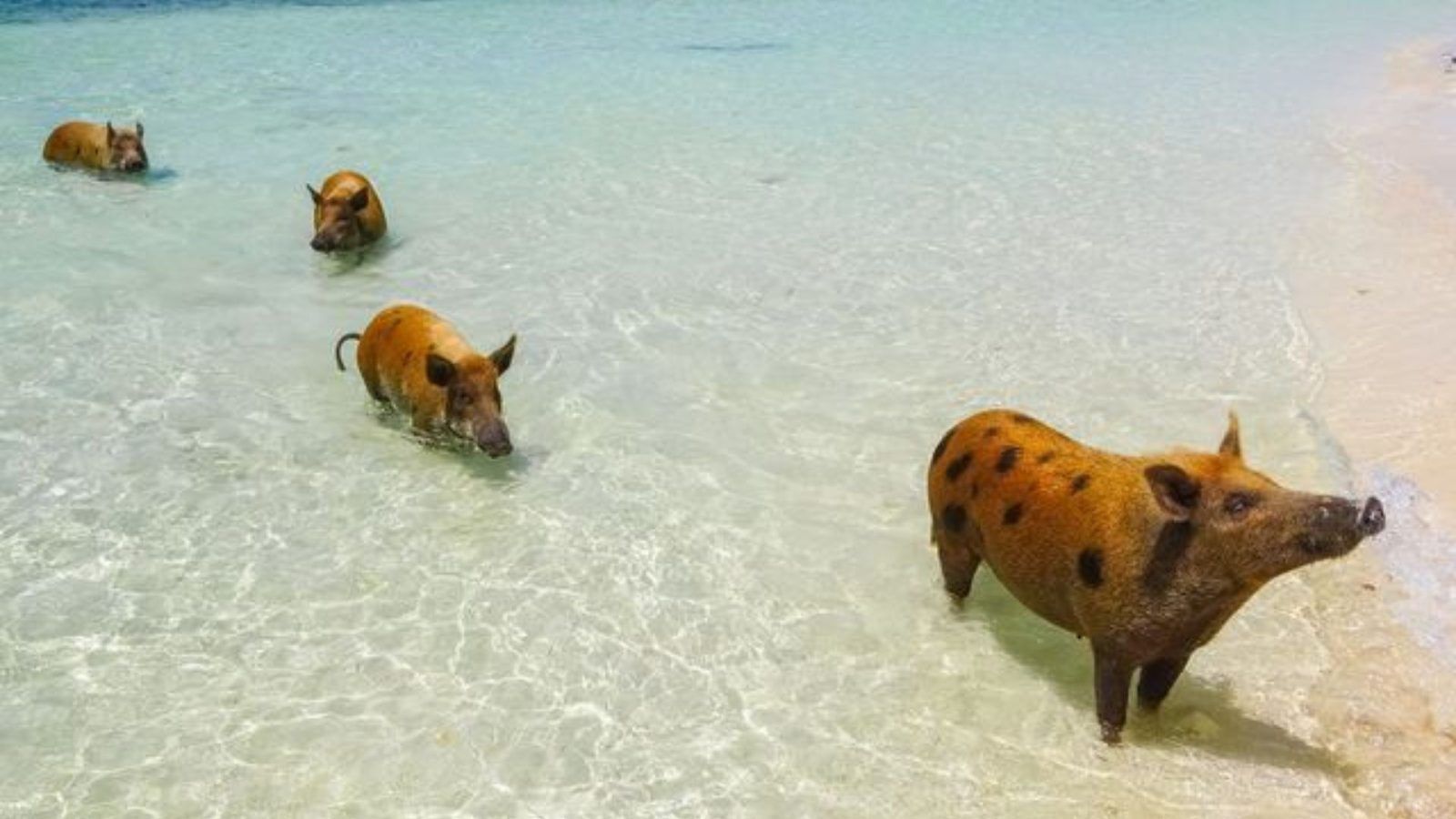 Best Things To Do In Bahamas — From Snorkelling To Island Hopping