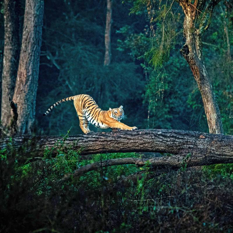 Jim Corbett National Park Archives | Travel and Leisure Asia | India