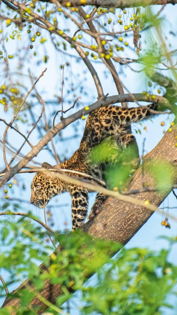 Jim Corbett National Park : A Story In Pictures