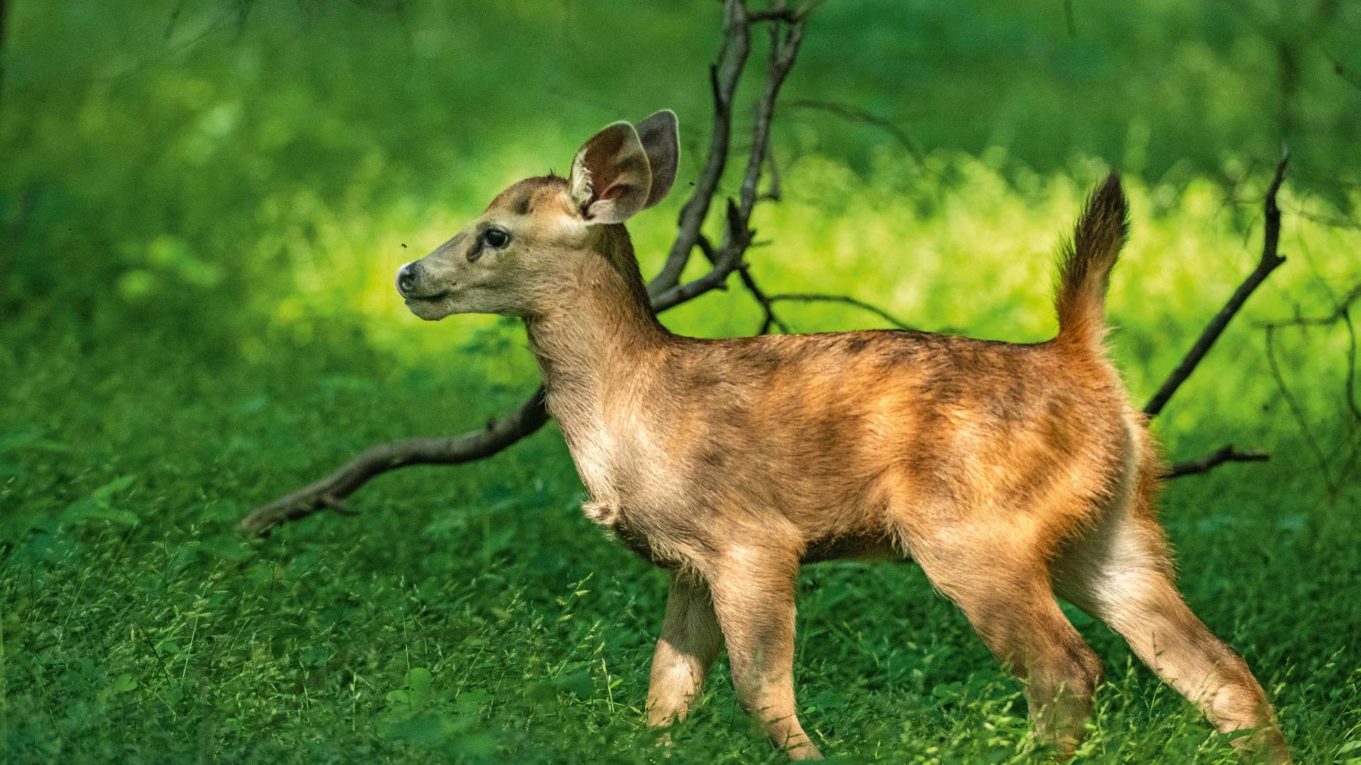 Jim Corbett National Park : A Story In Pictures