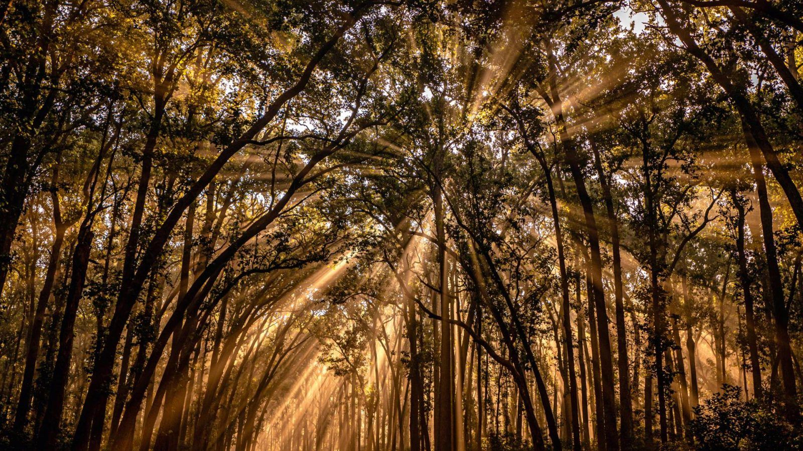 Jim Corbett National Park : A Story In Pictures