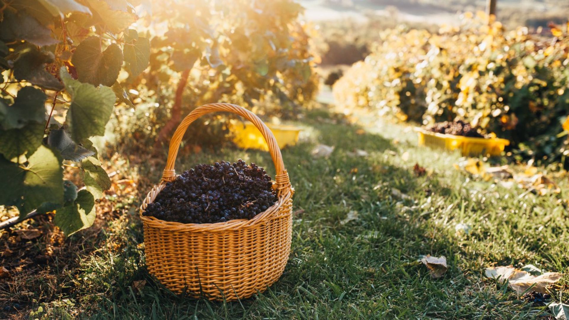 Culinary Festivals Across USA That Celebrate American Food