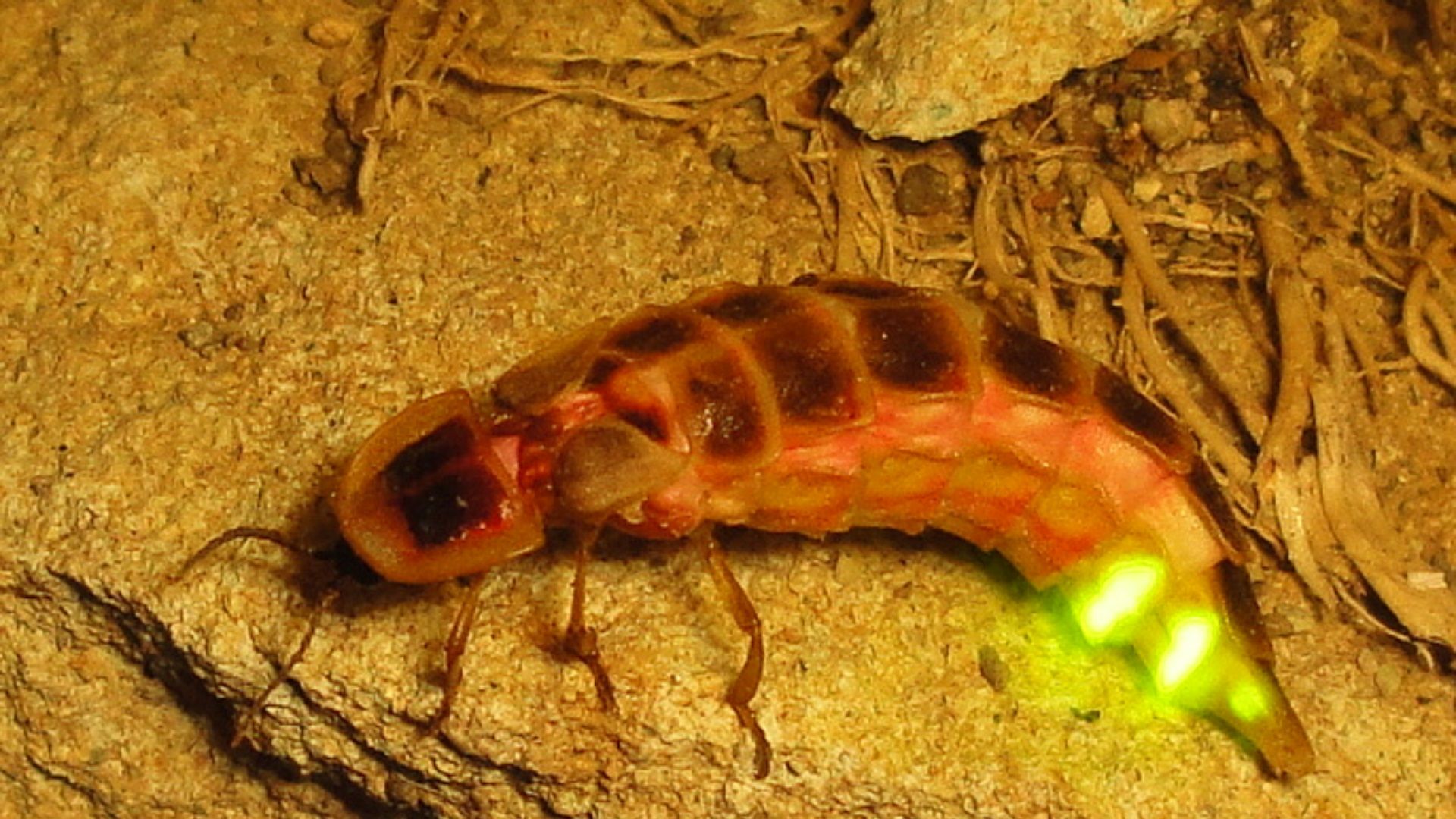 Visit These Sparkling Places In Maharashtra During The Fireflies Festival