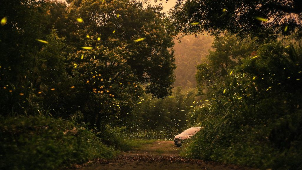 Visit These Sparkling Places In Maharashtra During The Fireflies Festival