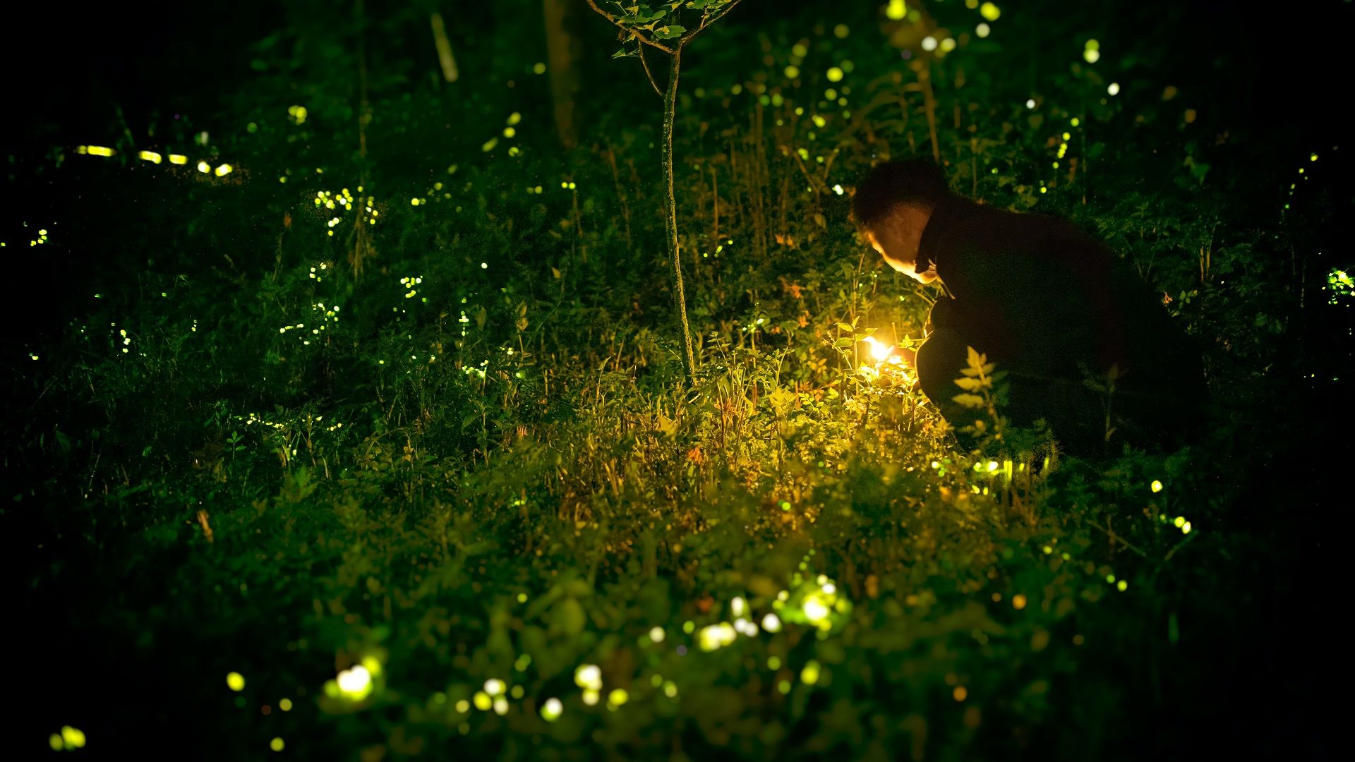 Visit These Sparkling Places In Maharashtra During The Fireflies Festival