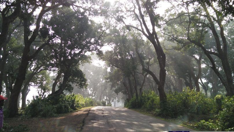Scenic Drives In India For A Breathtaking Forest Trip This Summer