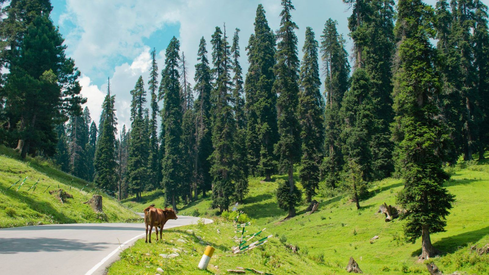 Scenic Drives In India For A Breathtaking Forest Trip This Summer