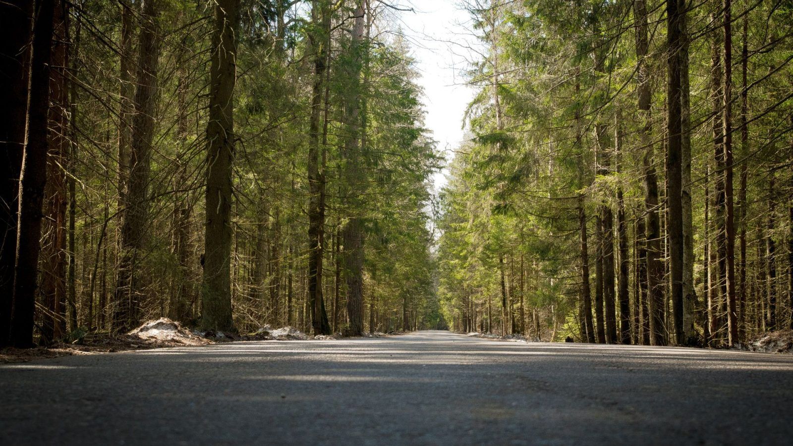 Scenic Drives In India For A Breathtaking Forest Trip This Summer