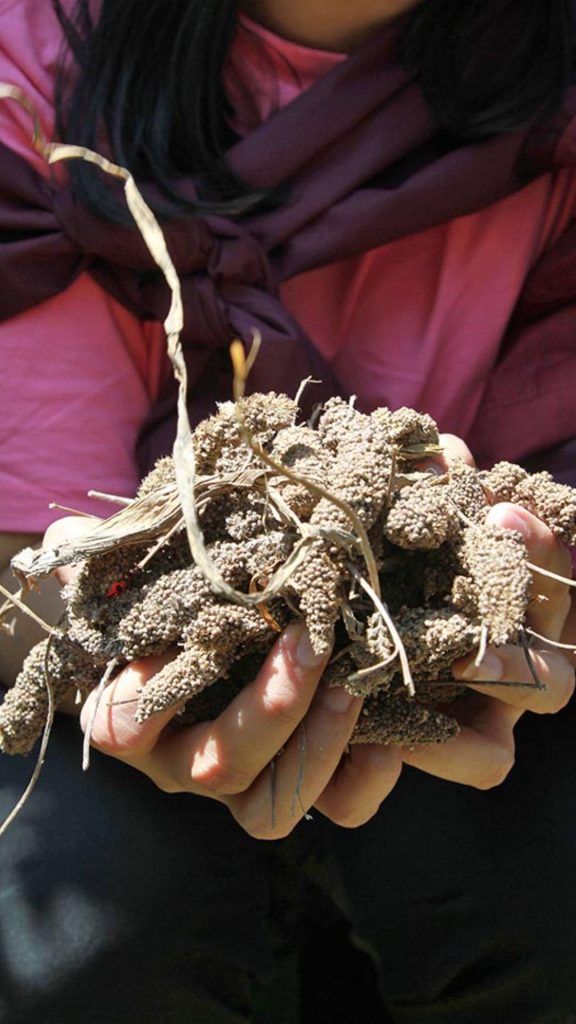 Lessons In Conscious Living From A Foraging Adventure In Mon, Nagaland