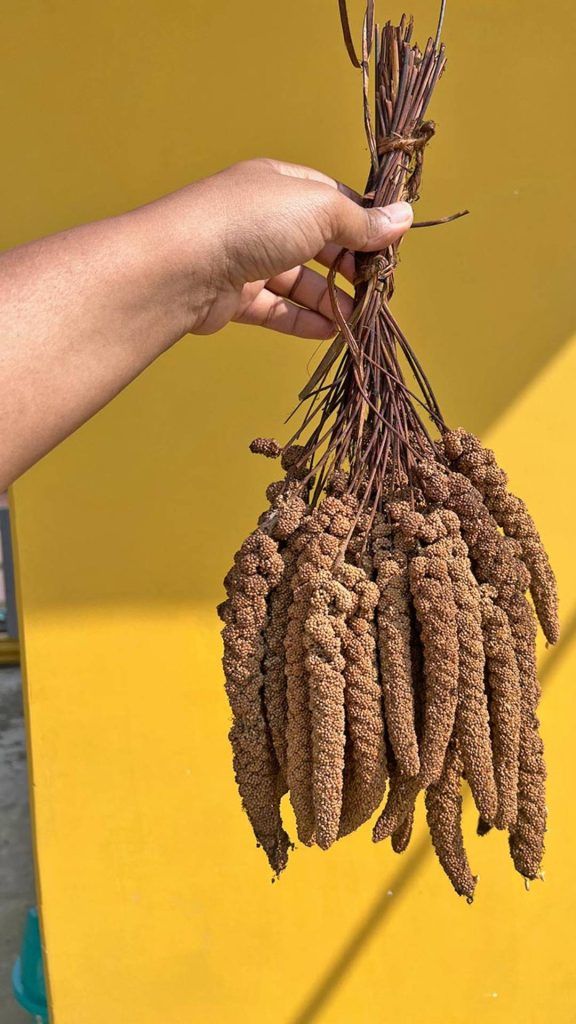 Lessons In Conscious Living From A Foraging Adventure In Mon, Nagaland