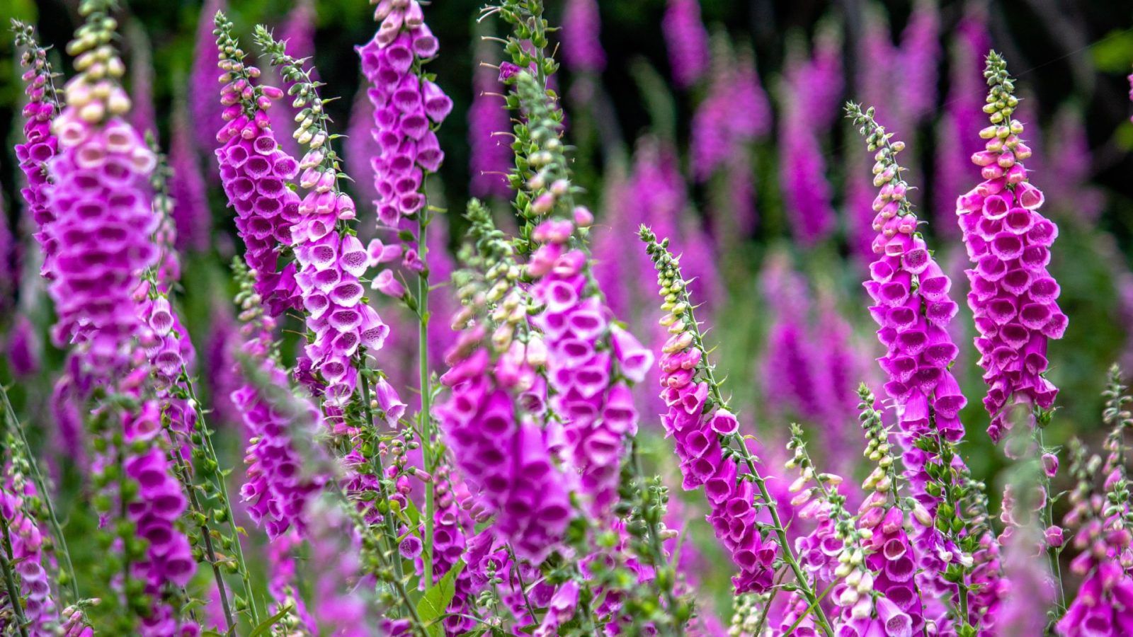 Jammu And Kashmir Comes Alive With Rare Foxglove Flower Bloom