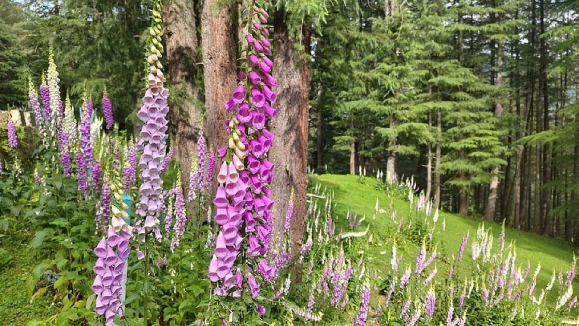 Jammu And Kashmir Comes Alive With Rare Foxglove Flower Bloom