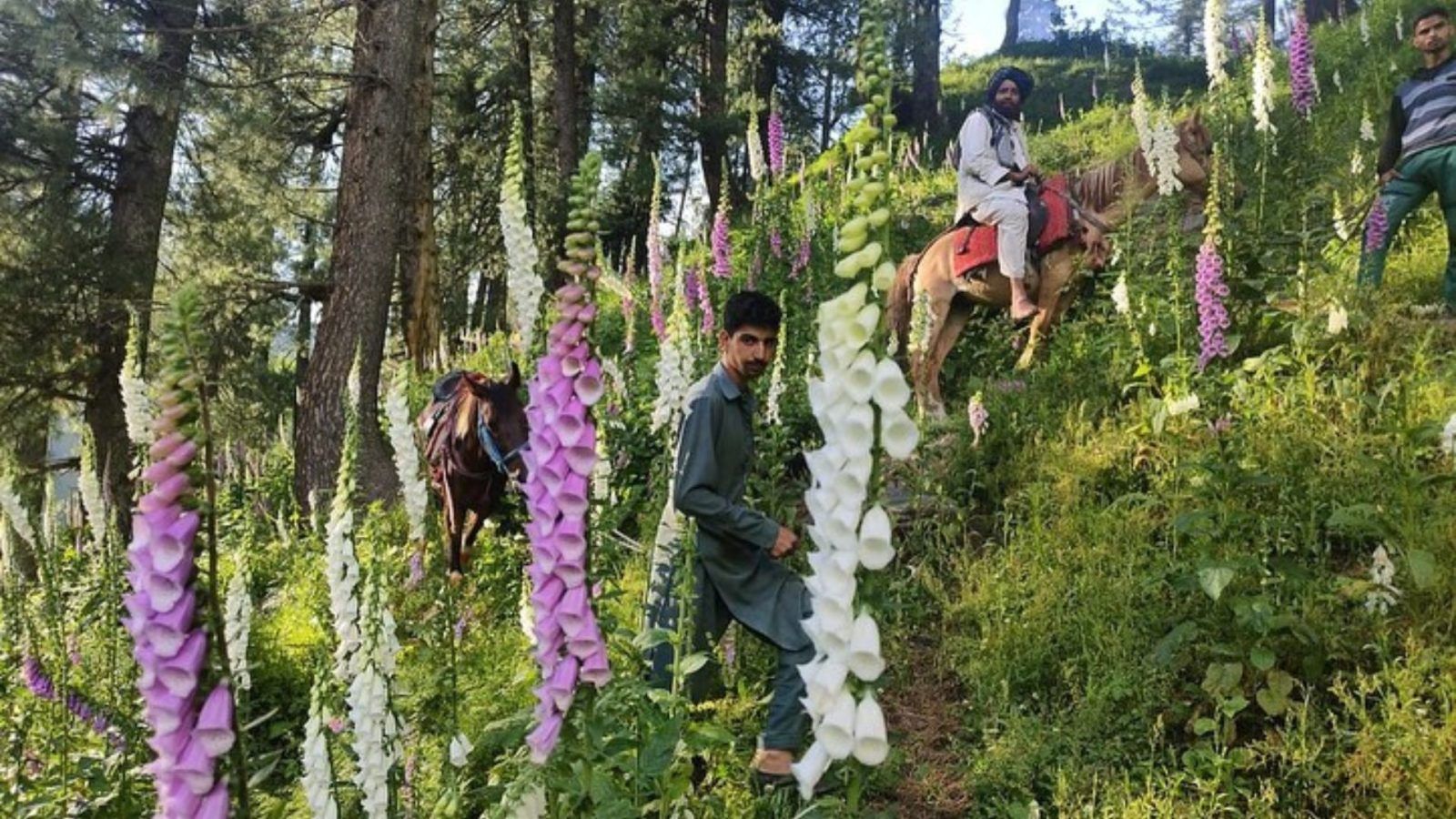 Jammu And Kashmir Comes Alive With Rare Foxglove Flower Bloom
