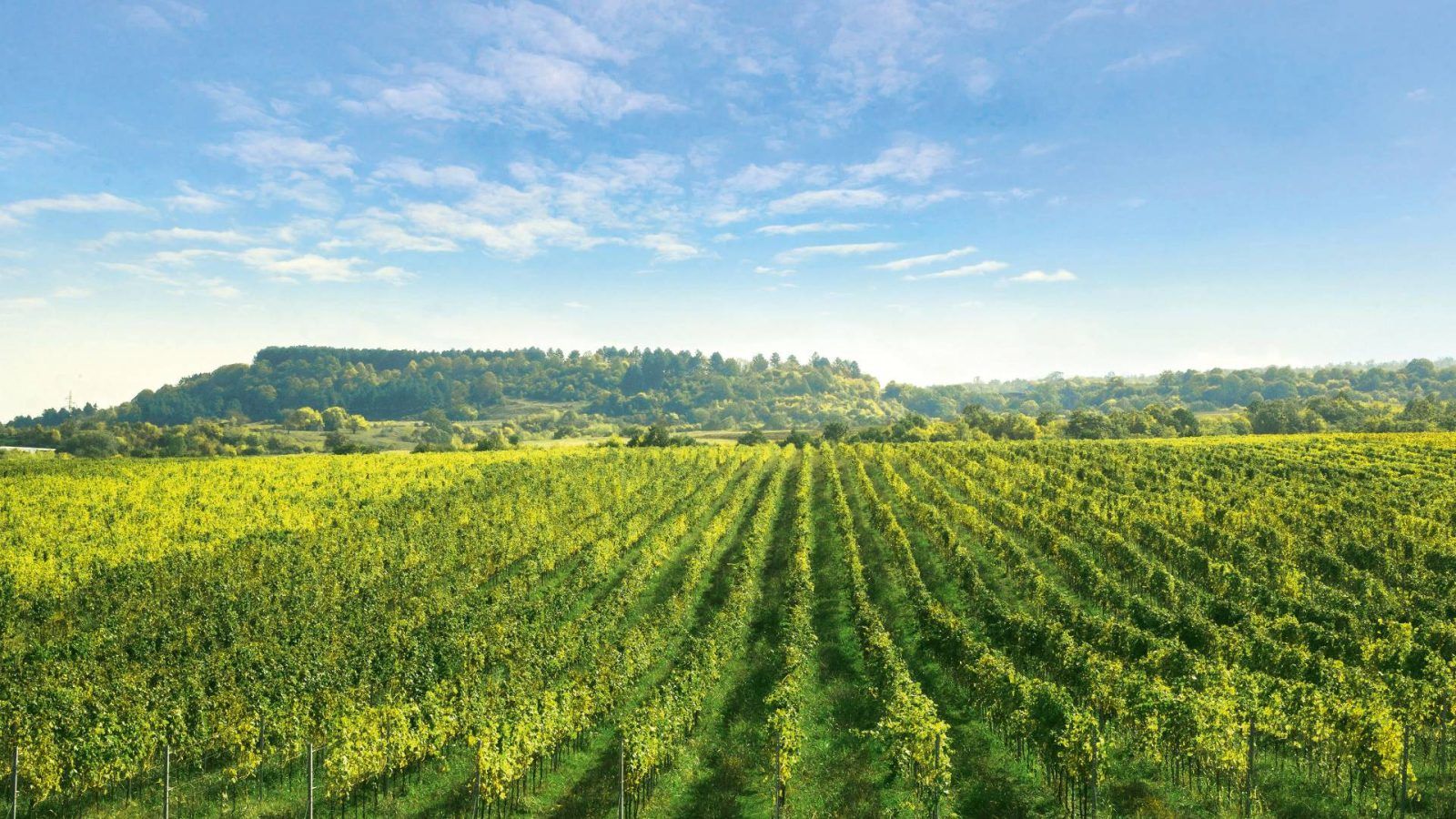 A Lesson In Winemaking At Georgia's Kakheti Wine Region