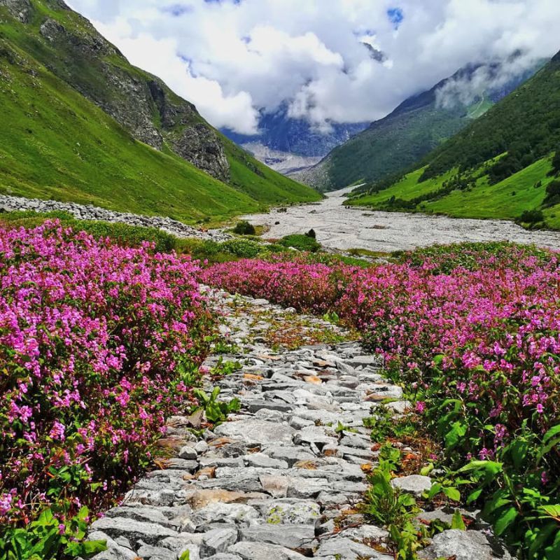 In Pictures: Neelakurinji Flowers Bloom In The Nilgiri Hills After 12 Years