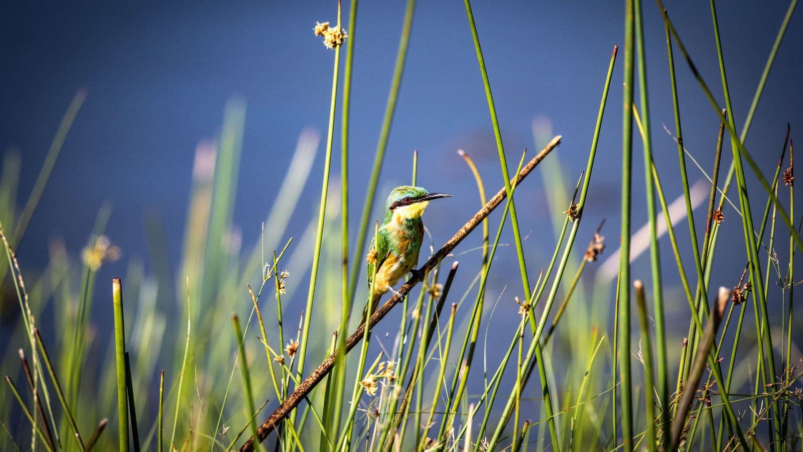 Botswana Is A Birdlover's Paradise—See For Yourself!