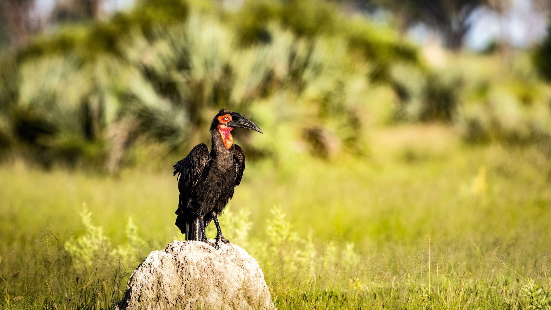 Botswana Is A Birdlover's Paradise—See For Yourself!