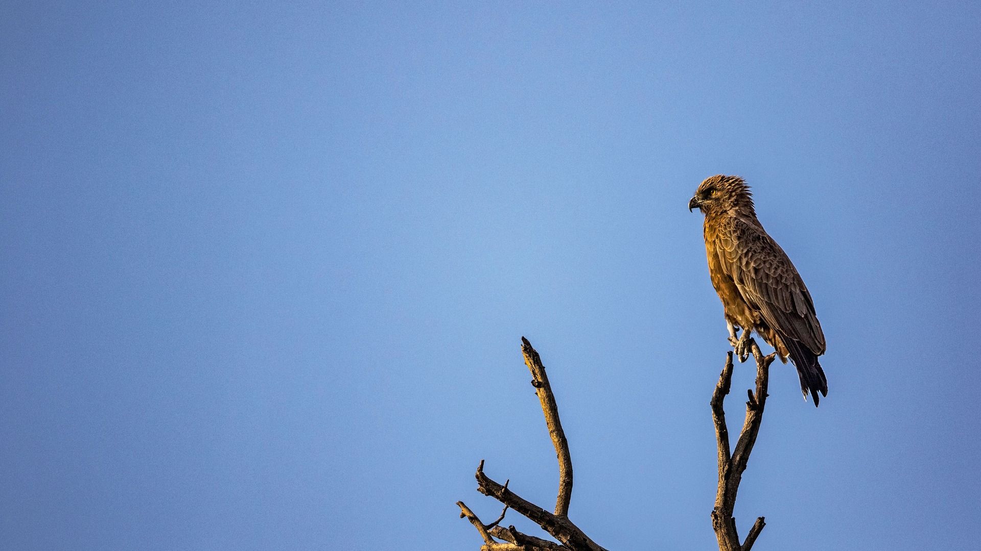 Botswana Is A Birdlover's Paradise—See For Yourself!