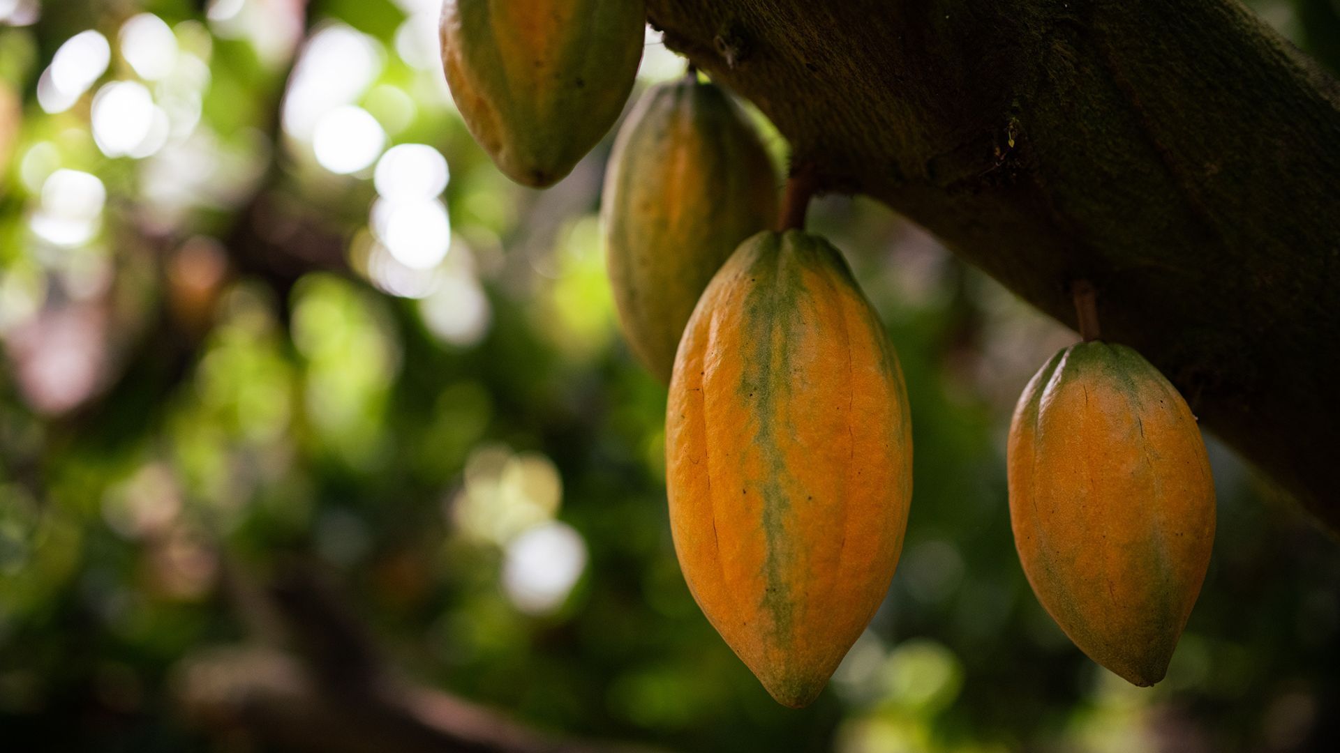 Manam Chocolate Factory, Hyderabad: Where Cocoa Dreams Come True
