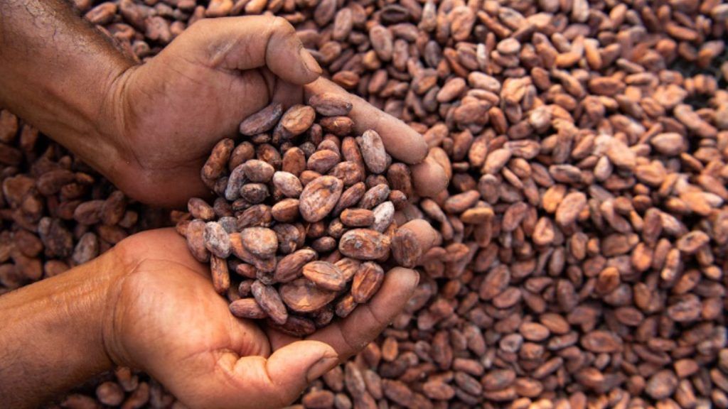 Manam Chocolate Factory, Hyderabad: Where Cocoa Dreams Come True