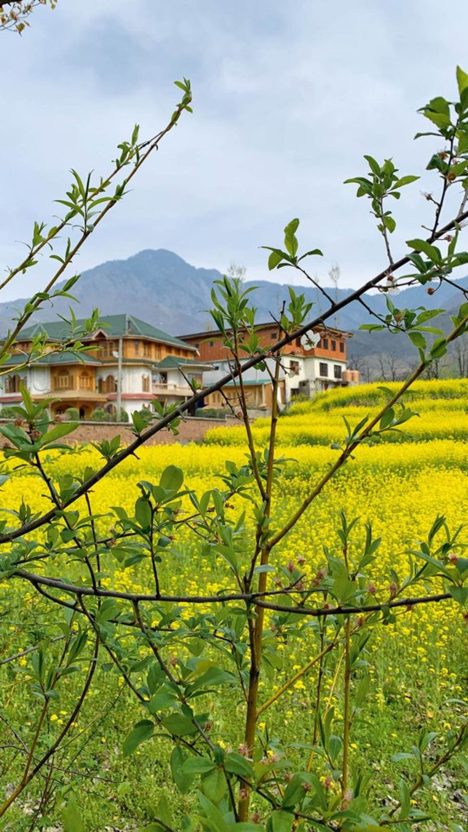 Travel Diaries: Srinagar, Where Heaven Finds A Space On Earth