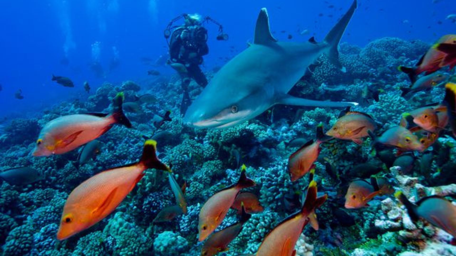 19 Destinations With the Best Scuba Diving in the World