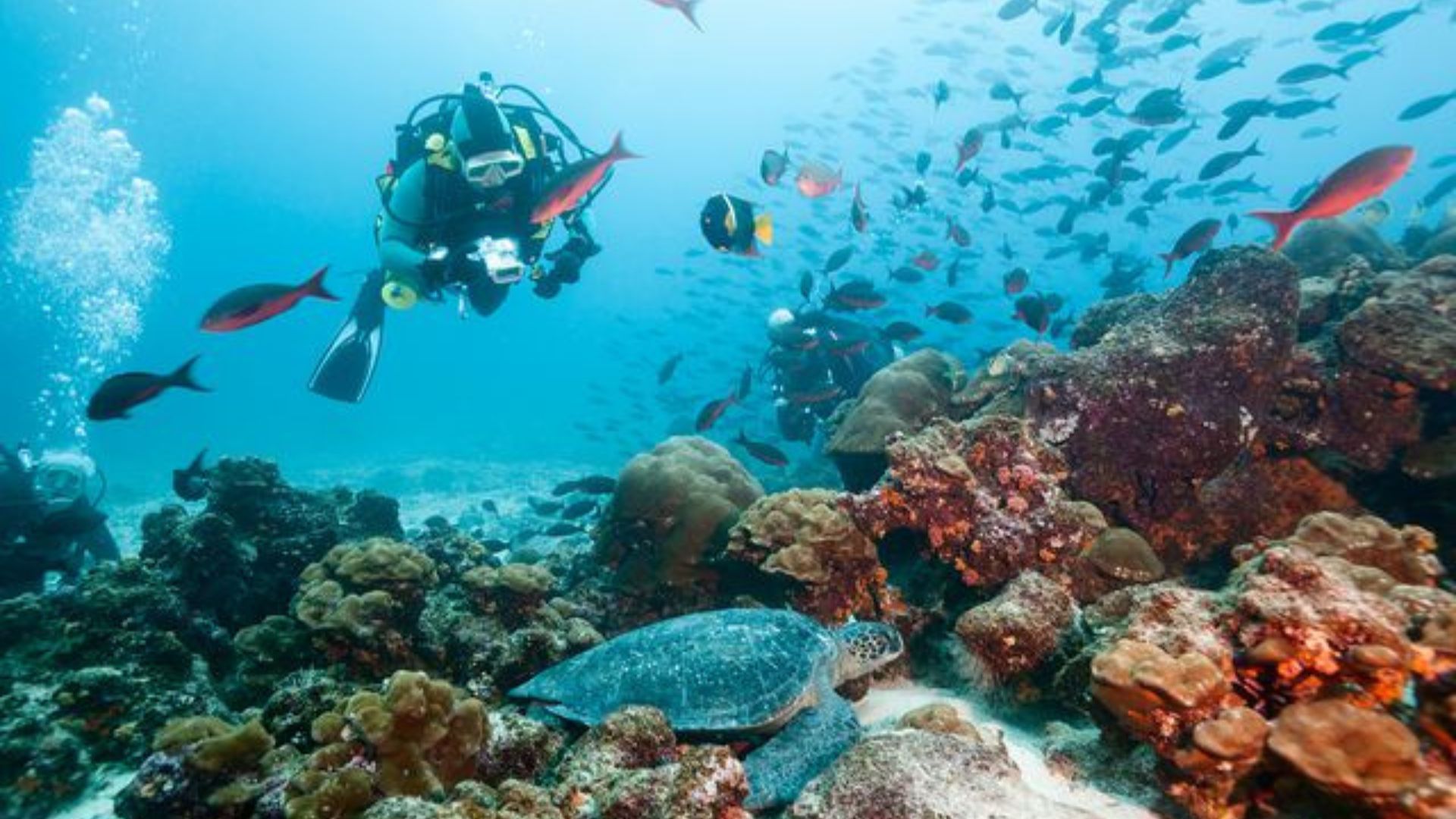 19 Destinations With the Best Scuba Diving in the World