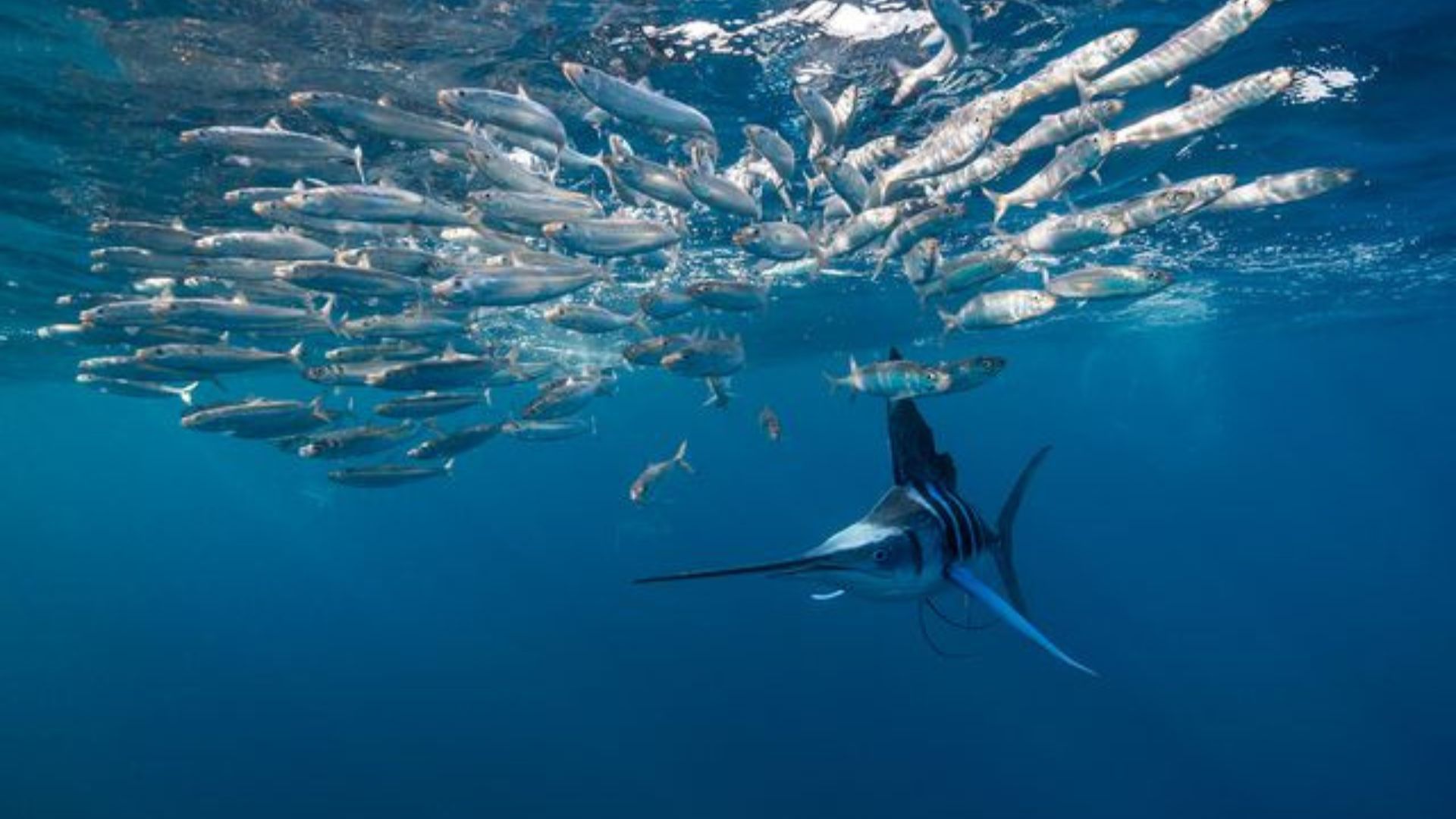 19 Destinations With the Best Scuba Diving in the World