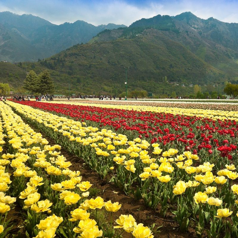 Tulip Festival In Delhi: Dates, Venue, Timings And More