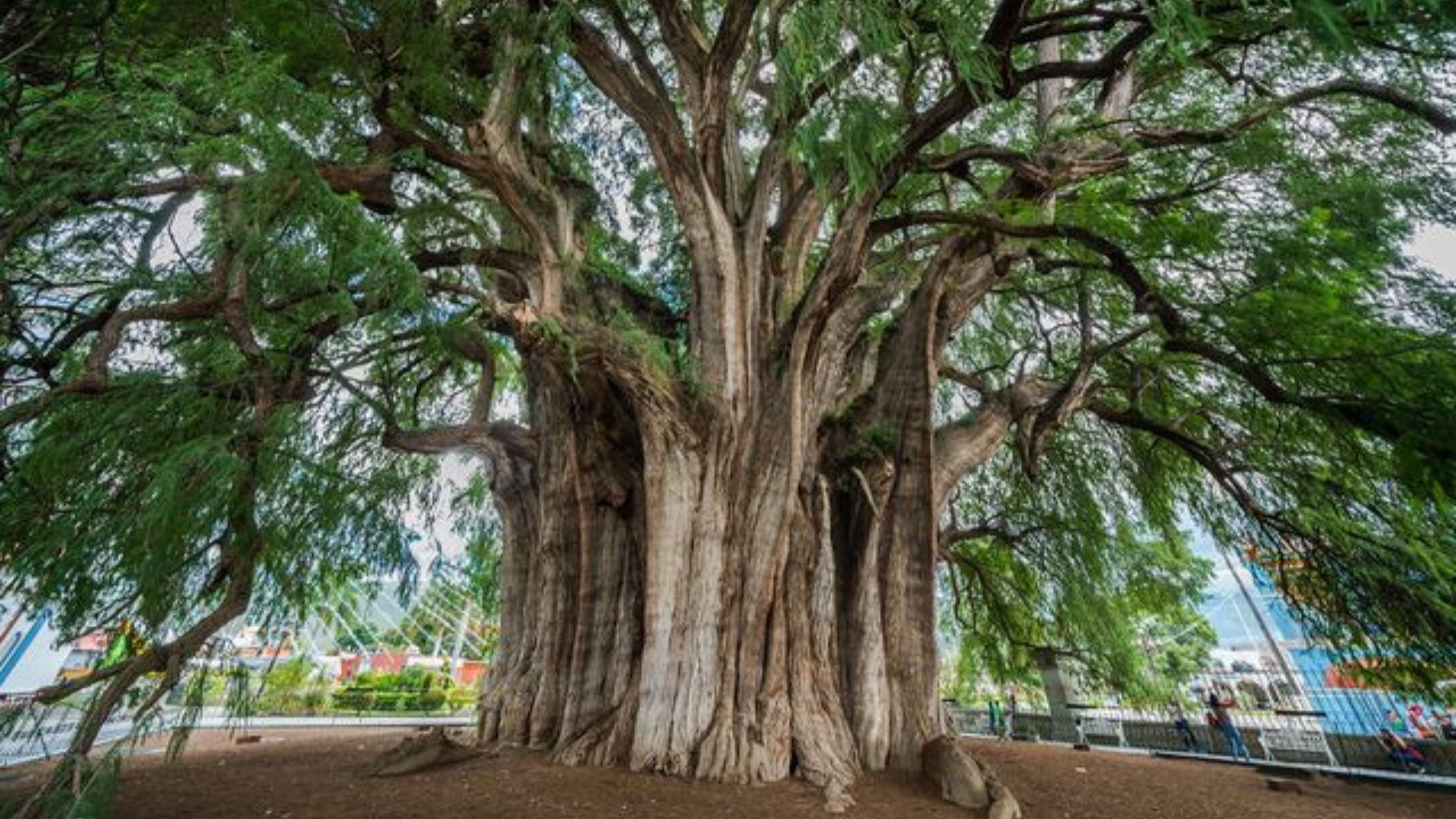 20 Best Things To Do In Oaxaca