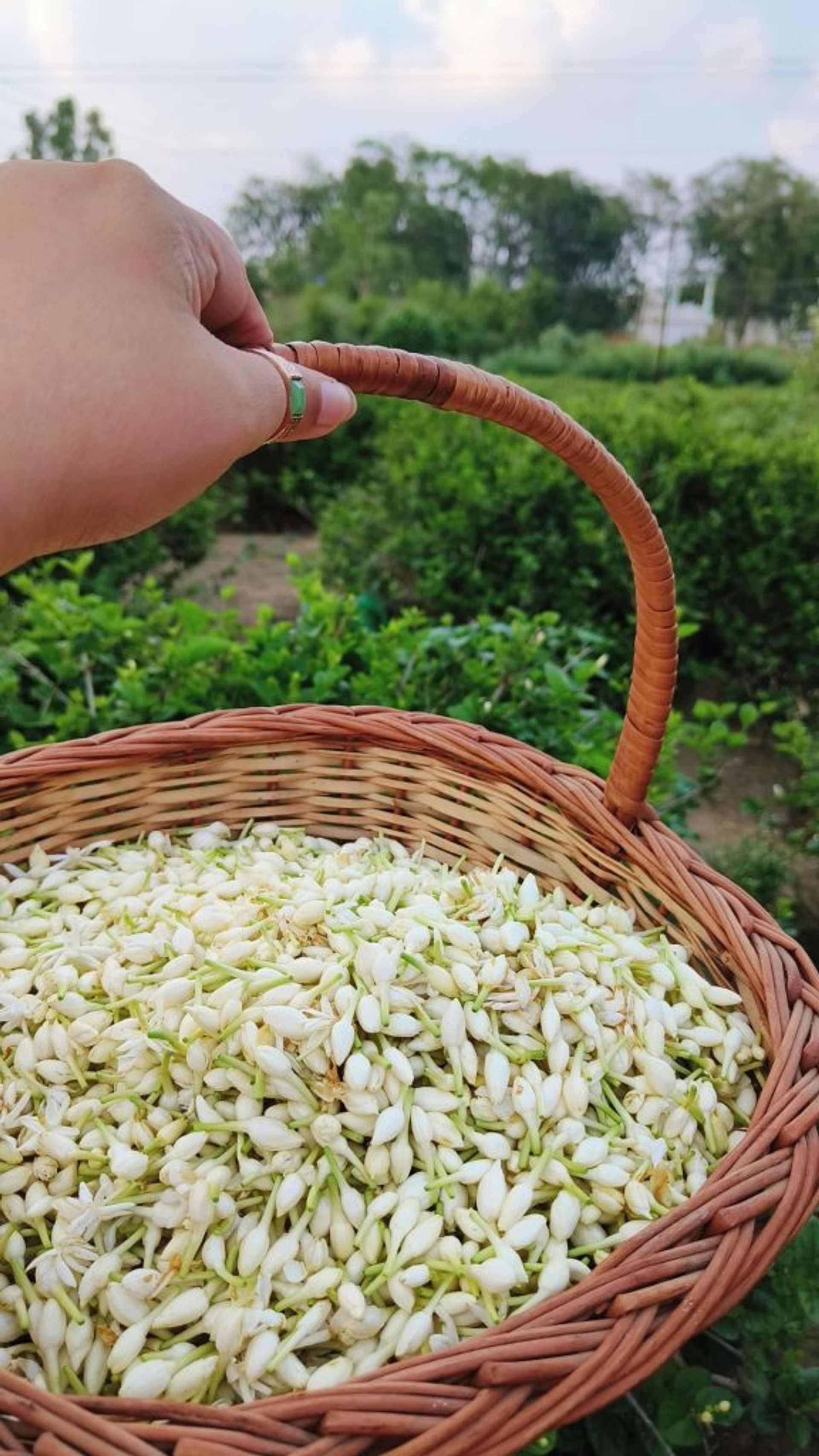 The Sweet Scent Of Kannauj's Perfumes And Fragrant Legacy