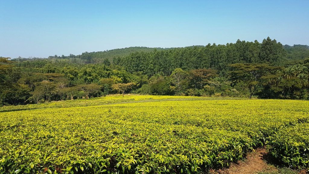 All The Reasons Why You Should Visit Malawi, Africa NOW!