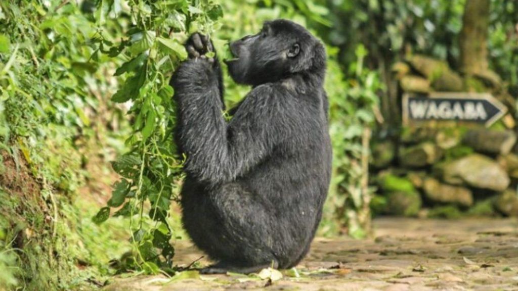 Rwanda: Home Of The World's Last Remaining Mountain Gorillas