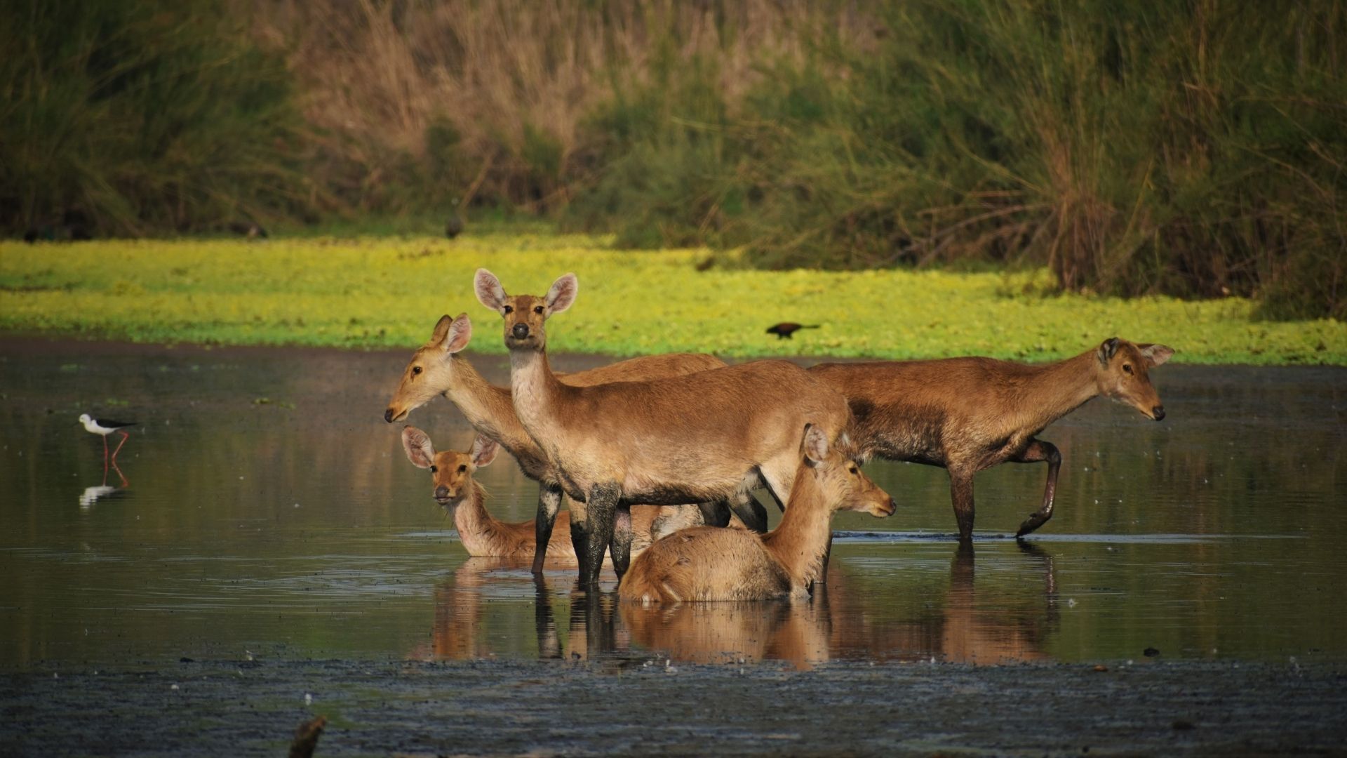A Guide to Uttar Pradesh’s Best Kept Secret - Chuka Beach (Pilibhit) 2023