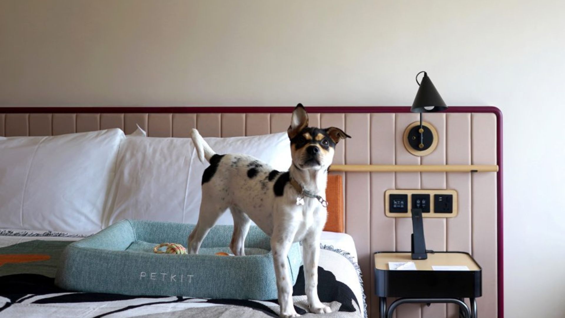 Best Pet-Friendly Hotels Around The World