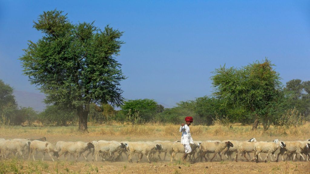 Interview With Shatrunjay Pratap Singh, The Leopard Guardian