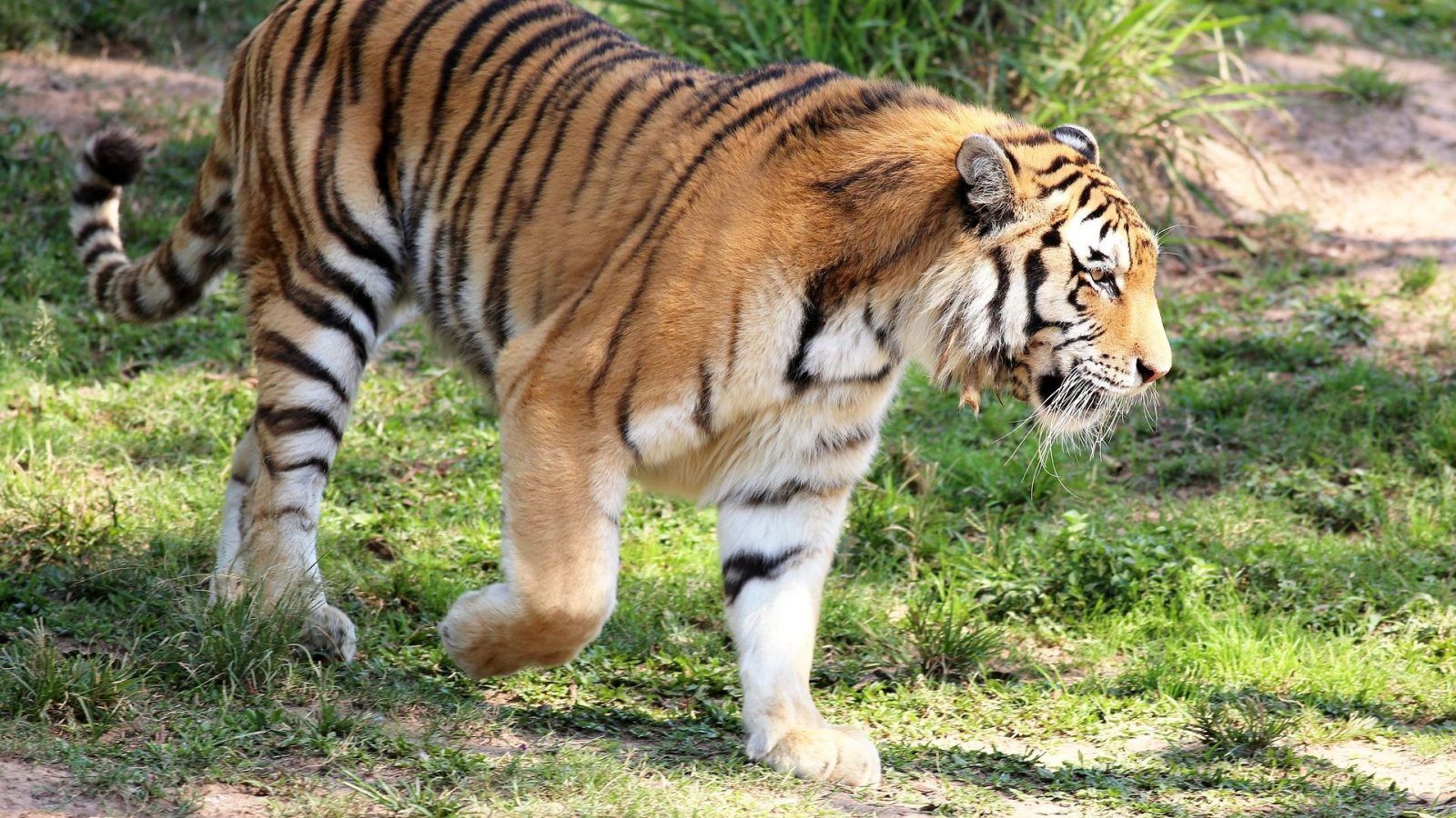 Karnataka's Chamarajanagar Welcomes New Tiger Safari Zone